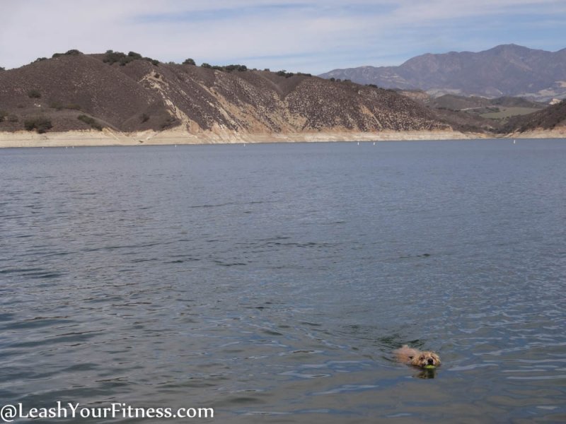 Dog Friendly Road Trip to Solvang - Leash Your Fitness