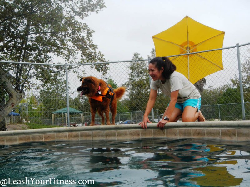 Dog swim PAW-ty! - Leash Your Fitness