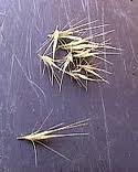 Hiking and Foxtails - Leash Your Fitness