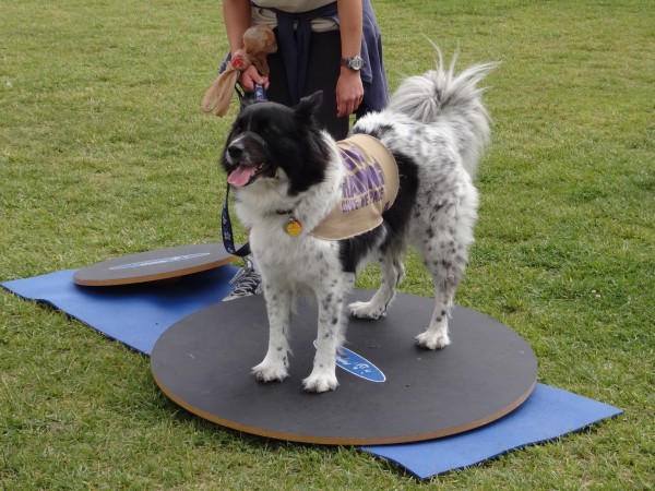 Balance and Core Exercises for your Dog