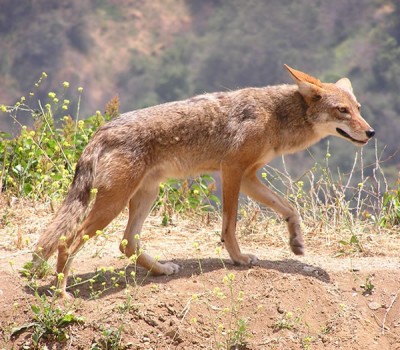 Coyote Safety - Leash Your Fitness