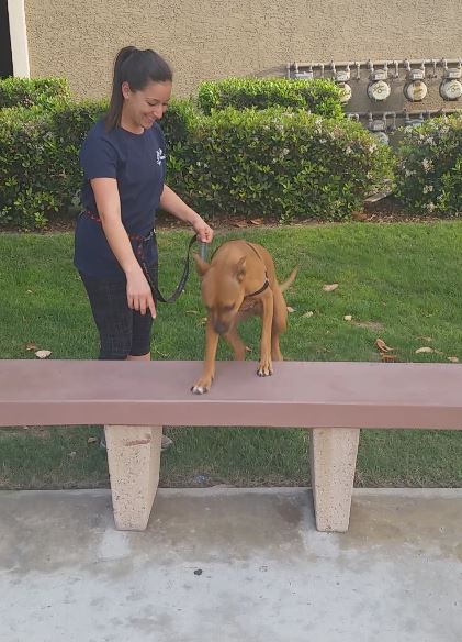 Multi-directional jumps - Leash Your Fitness